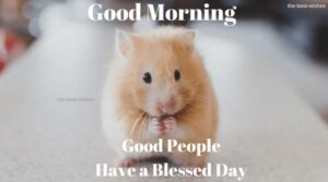 17 Super Funny Good Morning Memes for Your Friends